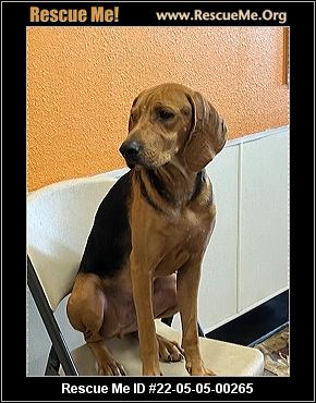 - Arizona Bloodhound Rescue - ADOPTIONS - Rescue Me!