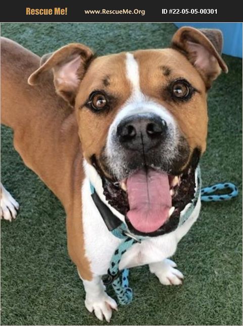 ADOPT 22050500301 ~ Boxer Rescue ~ Los Angeles, CA