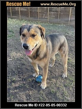 - Colorado German Shepherd Rescue - ADOPTIONS - Rescue Me!