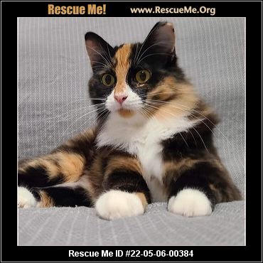 - Missouri Cat Rescue - ADOPTIONS - Rescue Me!