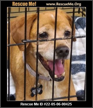 - Arizona Beagle Rescue - ADOPTIONS - Rescue Me!