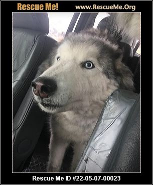 - Michigan Siberian Husky Rescue - ADOPTIONS - Rescue Me!