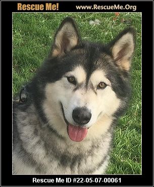 - Michigan Siberian Husky Rescue - ADOPTIONS - Rescue Me!