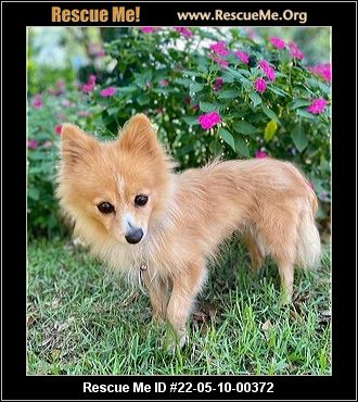 - Florida Pomeranian Rescue - ADOPTIONS - Rescue Me!