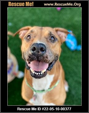 - Florida Black Mouth Cur Rescue - ADOPTIONS - Rescue Me!