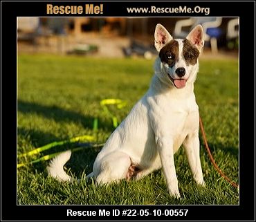 - California Border Collie Rescue - ADOPTIONS - Rescue Me!