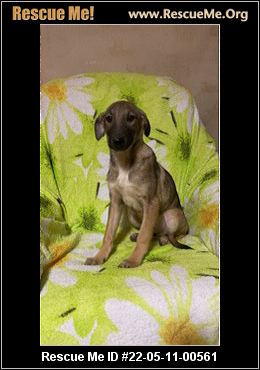 - Massachusetts Mutt Rescue - ADOPTIONS - Rescue Me!