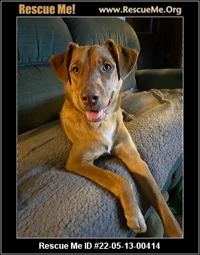 - Wisconsin Dog Rescue - ADOPTIONS - Rescue Me!