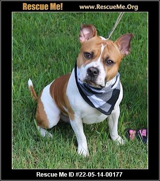 - Texas Bulldog Rescue - ADOPTIONS - Rescue Me!