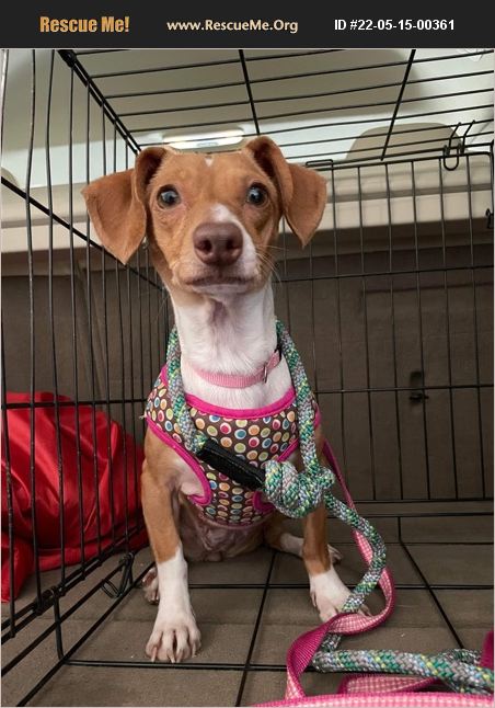 ADOPT 22051500361 ~ Dachshund Rescue ~ Denver, CO