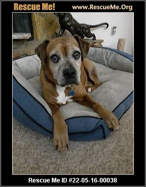 - Florida Boxer Rescue - ADOPTIONS - Rescue Me!