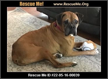 - Florida Boxer Rescue - ADOPTIONS - Rescue Me!