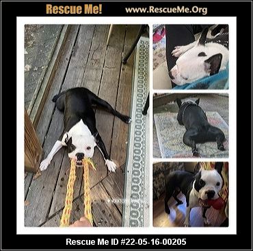 - Virginia Boston Terrier Rescue - ADOPTIONS - Rescue Me!