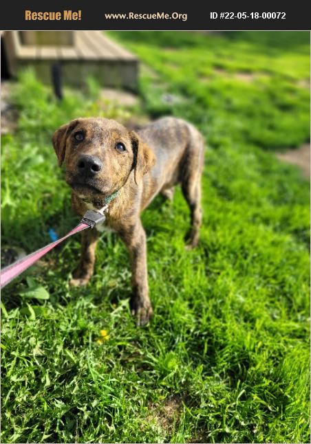 ADOPT 22051800072 ~ Mountain Cur Rescue ~ new london, WI