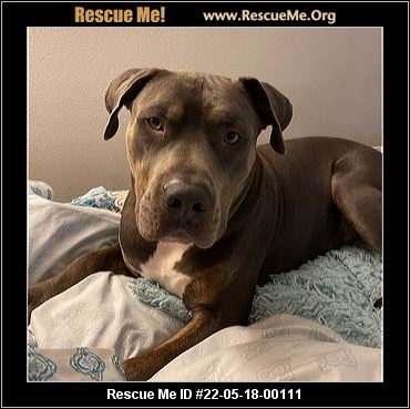 - Tennessee Pit Bull Rescue - ADOPTIONS - Rescue Me!
