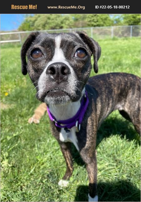 ADOPT 22051800212 ~ Boston Terrier Rescue ~ Lisbon, OH