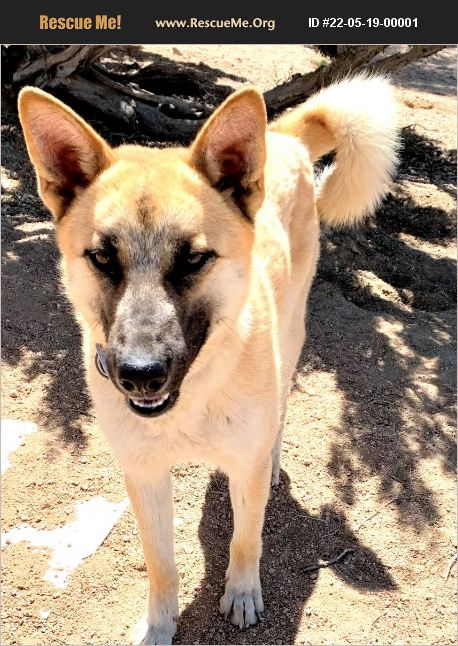 ADOPT 22051900001 ~ Shiba Inu Rescue ~ Rancho Cucamonga, CA