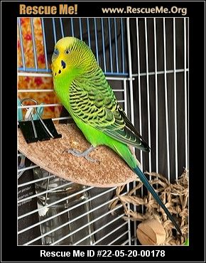 - Washington Pet Bird Rescue - ADOPTIONS - Rescue Me!
