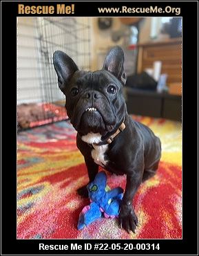 - New York Mutt Rescue - ADOPTIONS - Rescue Me!