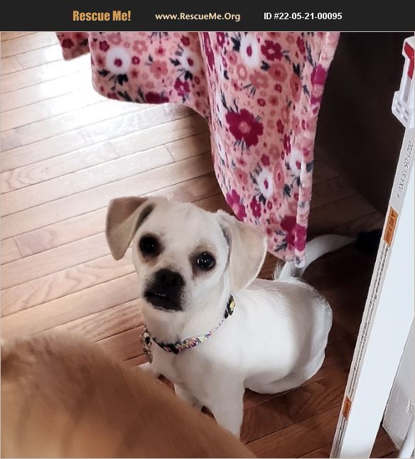 ADOPT 22052100095 ~ Pug Rescue ~ Pawtucket, RI