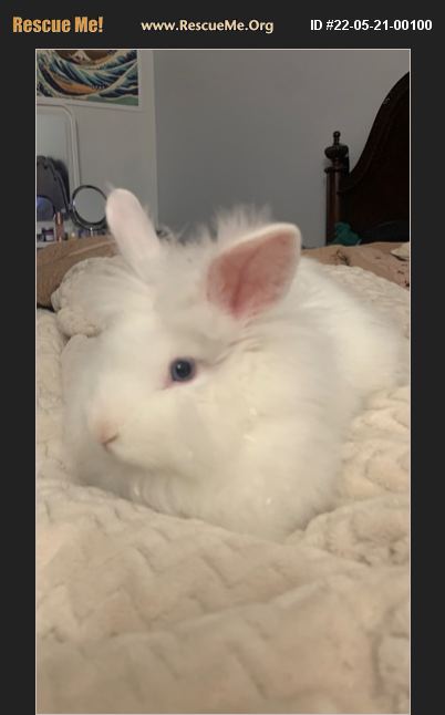 ADOPT 22052100100 ~ Rabbit Rescue ~ Carol Stream, IL