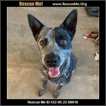 - California Australian Cattle Dog Rescue - ADOPTIONS - Rescue Me!