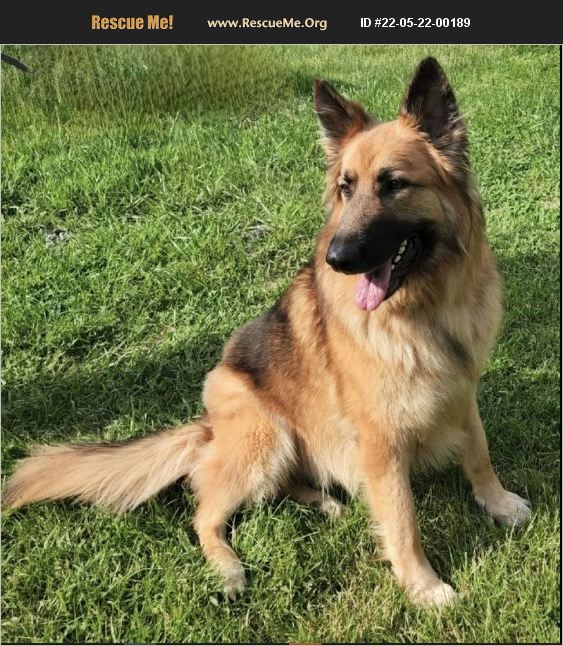 ADOPT 22052200189 ~ German Shepherd Rescue ~ Brookfield , CT