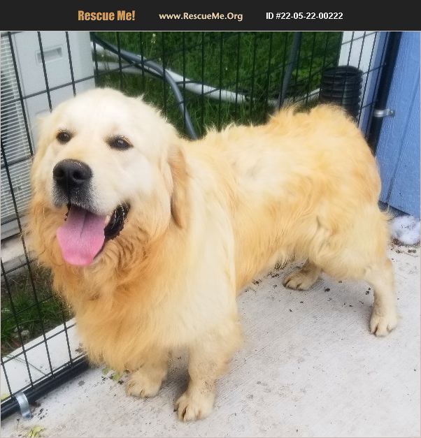 ADOPT 22052200222 ~ Golden Retriever Rescue ~ Liberty Center, OH