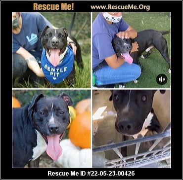 - California American Bulldog Rescue - ADOPTIONS - Rescue Me!