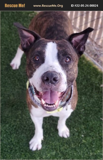 ADOPT 22052400024 ~ Staffordshire Bull Terrier Rescue ~ phoenix, AZ