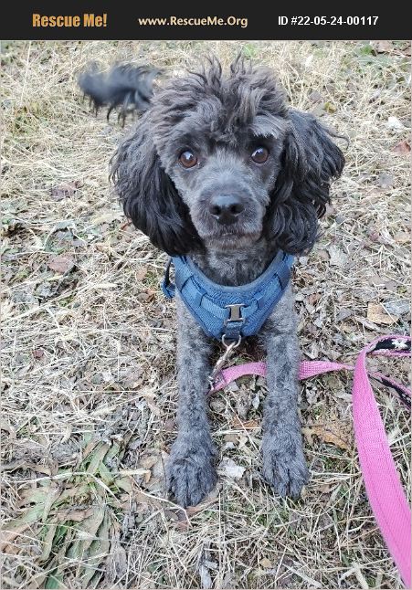 ADOPT 22052400117 ~ Poodle Rescue ~ Philadelphia, PA