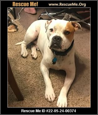 - Texas Boxer Rescue - ADOPTIONS - Rescue Me!