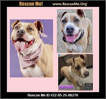- California American Bulldog Rescue - ADOPTIONS - Rescue Me!