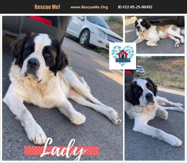 ADOPT 22052500492 ~ Saint Bernard Rescue ~ California