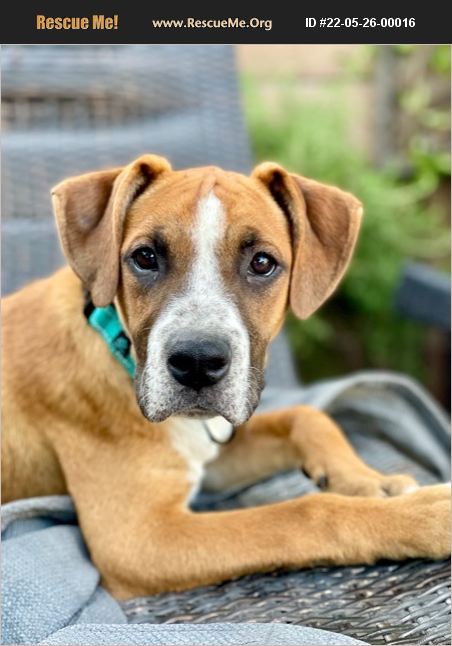 ADOPT 22052600016 ~ Boxer Rescue ~ Chandler, AZ