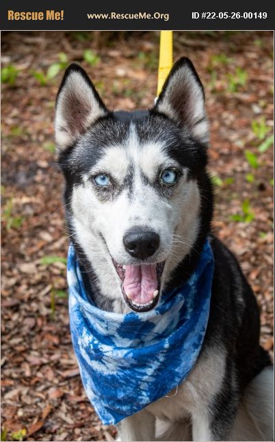 ADOPT 22052600149 ~ Siberian Husky Rescue ~ LAKE HELEN, FL