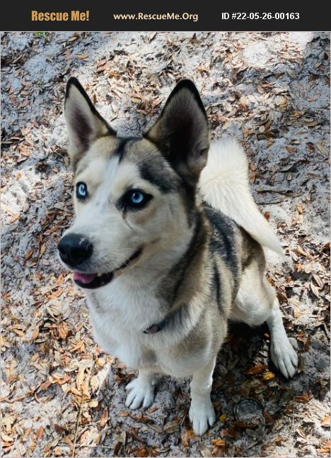 ADOPT 22052600163 ~ Siberian Husky Rescue ~ LAKE HELEN, FL