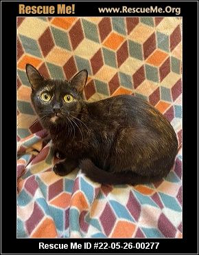 - Michigan Cat Rescue - ADOPTIONS - Rescue Me!