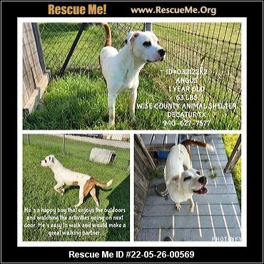 - Texas Foxhound Rescue - ADOPTIONS - Rescue Me!