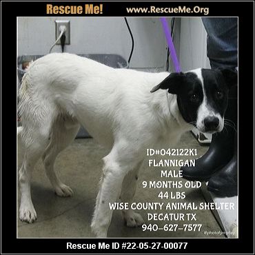 - Texas Border Collie Rescue - ADOPTIONS - Rescue Me!