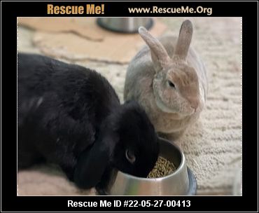 - North Carolina Rabbit Rescue - ADOPTIONS - Rescue Me!