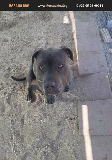 ADOPT 22052800044 ~ Pit Bull Rescue ~ San Bernardino County, CA