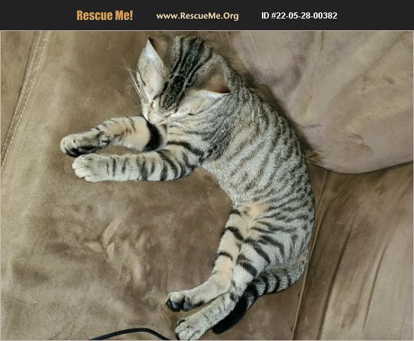 ADOPT 22052800382 ~ Egyptian Mau Rescue ~ Slatington, PA