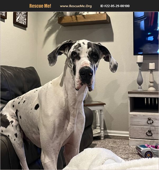 ADOPT 22052900100 ~ Great Dane Rescue ~ Frederick, CO