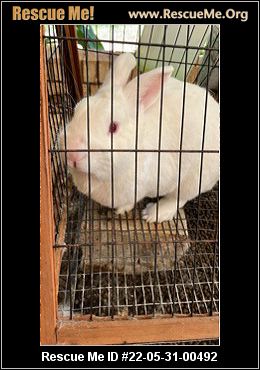 - North Carolina Rabbit Rescue - ADOPTIONS - Rescue Me!