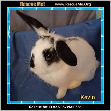 - Florida Rabbit Rescue - ADOPTIONS - Rescue Me!