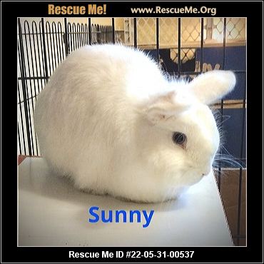 - Florida Rabbit Rescue - ADOPTIONS - Rescue Me!