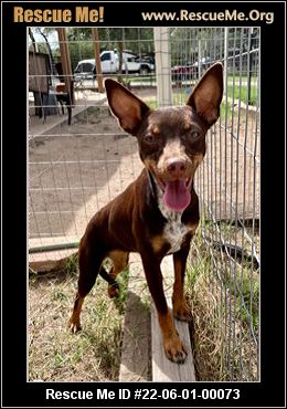 - Arizona Miniature Pinscher Rescue - ADOPTIONS - Rescue Me!