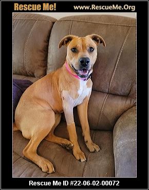 - Tennessee Mutt Rescue - ADOPTIONS - Rescue Me!