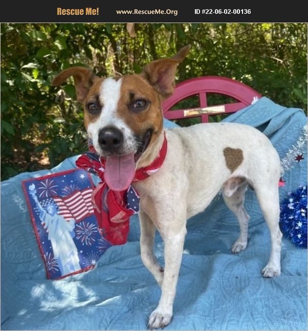 ADOPT 22060200136 ~ Jack Russell Rescue ~ Sebring, FL